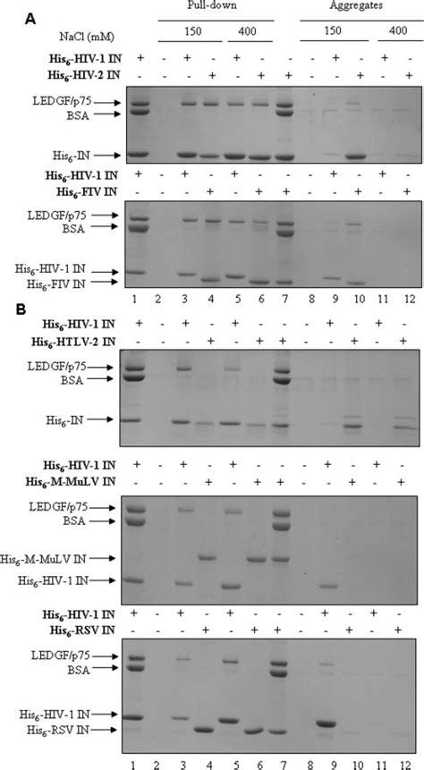The Interaction Between Ledgf P75 And In Is Specific For Lentiviridae Download Scientific