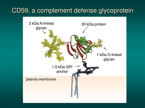 Introduction To Glycobiology Ppt Download