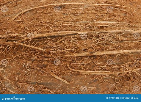 Coconut Texture Stock Image 135528799
