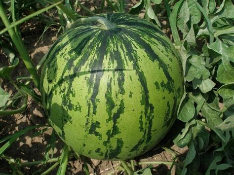 Семена за Диня Мраморна Семена за зеленчуци и плодове