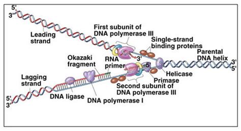 Dna And Rna Flashcards Quizlet