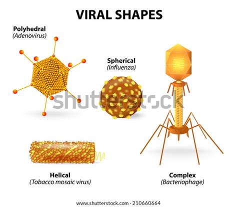 87 Cell Shape Size Humans Stock Vectors And Vector Art Shutterstock