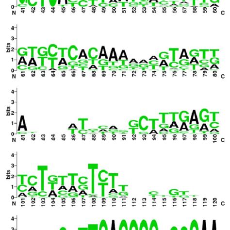 a sequence logo showing a consensus sequence generated from multiple