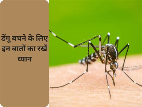 Health Tips Keep These Things In Mind To Avoid Dengue Fever Dengue