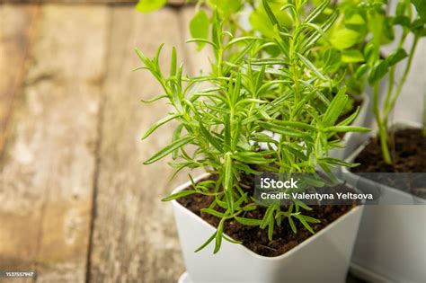 냄비에 신선한 정원 허브입니다 로즈마리 민트 오레가노 백리향을 흰 냄비에 담았습니다 매운 향신료와 허브의 모종 냄비에 모듬 신선한 허브 가정 향기로운 요리 허브 텍스트를