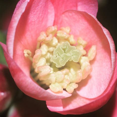 macro r macro