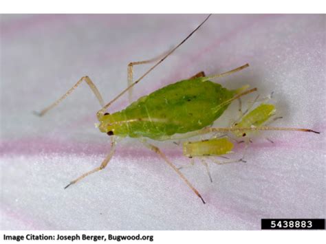 Pests Disorders And Beneficial Insects Id Flashcards Quizlet