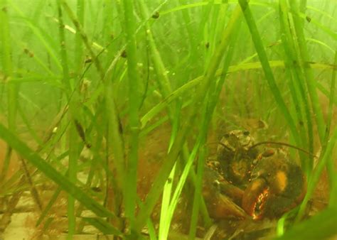 Eelgrass Salem Sound Coastwatch