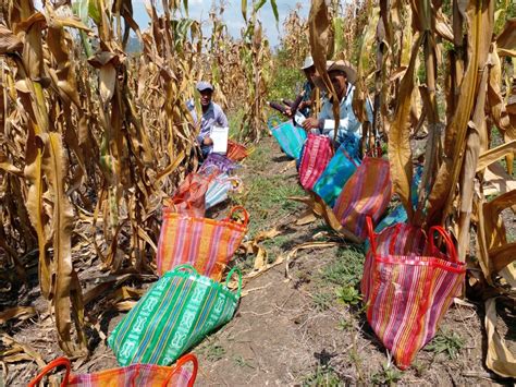Milpa Frutales Y Cultivos Diversificados En Las Zonas De Ladera De