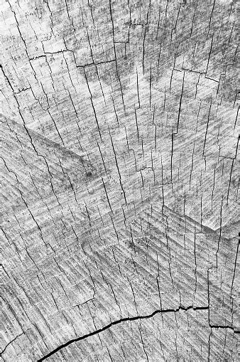 자연 풍화 회색 그루터기 컷 단면 나무 줄기 성장 연간 반지 질감 패턴 큰 수직 자세한 손상된 회색 목재 나무 배경 플랫 레이 매크로 근접 촬영 오래된 오래된 밝은 질감