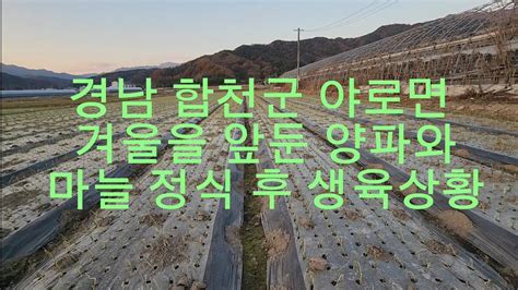 경남합천군야로면겨울을앞둔양파와마늘정식후생육상황 241124일경남합천야로양파마늘 농우바이오케이포스 유박600평70포유기질