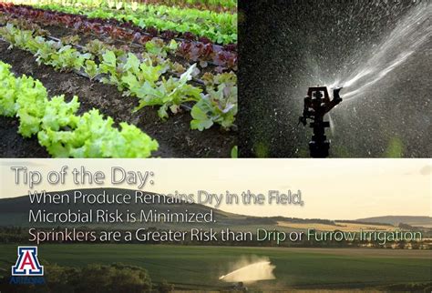 Fresh Produce Food Safety What Type Of Irrigationsystem Do You Have Freshproducetip