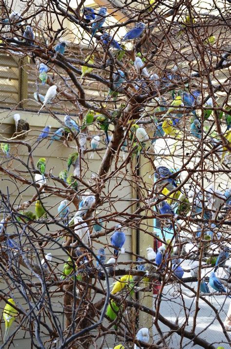 Safe Trees For Birds At Lee Porter Blog