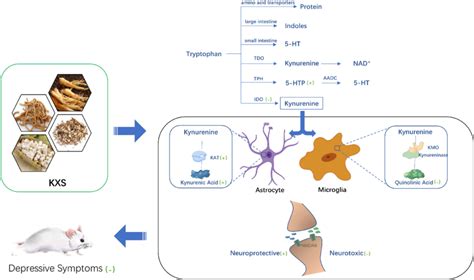 The Biological Functions Of Tryptophan The Relationship Between