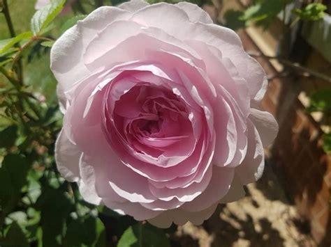 Olivia Rose Austin Rose Rosa Cm X Cm David Austin