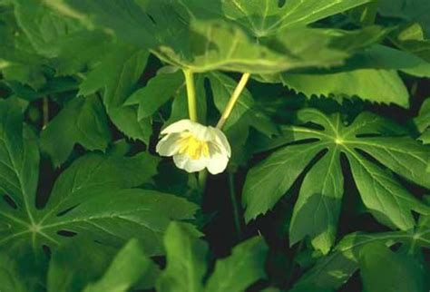 Podophyllum Peltatum Nutrawiki