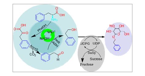 Designing A Novel Multienzyme Cascade With A Coenzyme Self Recycling System For The Synthesis Of