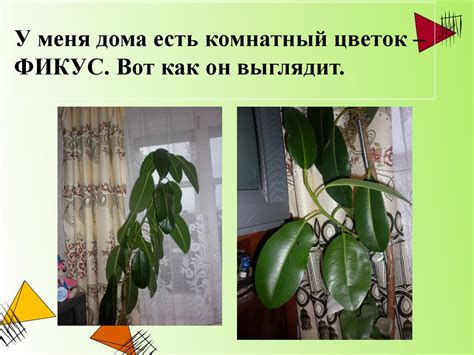 Комнатное растение фикус презентация онлайн