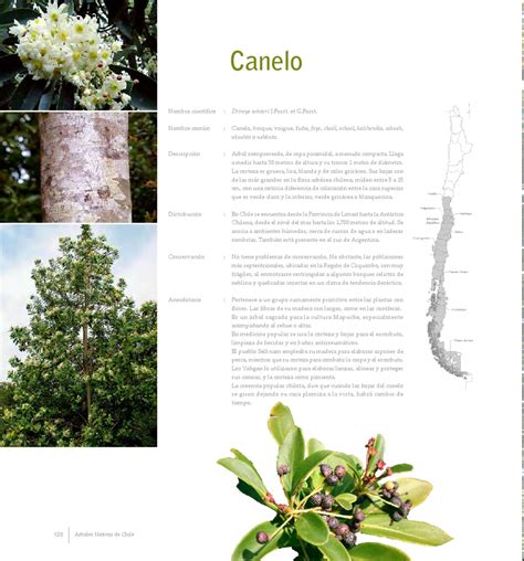 Arboles Nativos De Chile By Fernando Ruz Chileangarden Issuu