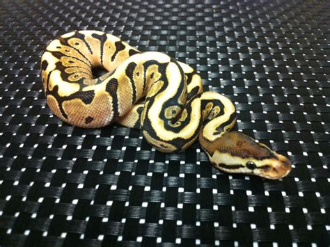 Morph List World Of Ball Pythons