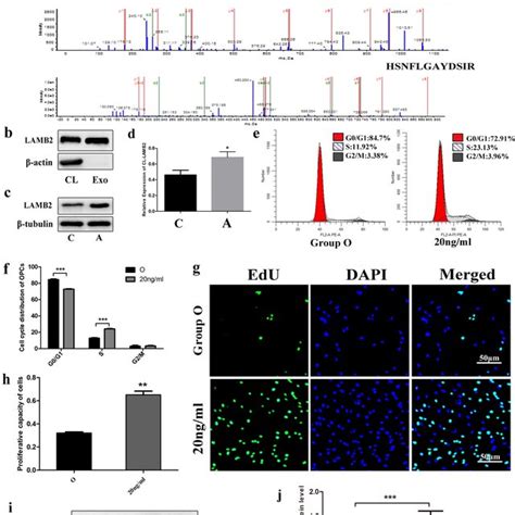 Exogenous Lamb2 Induced Opcs To Enter The S Phase By Activating Cyclin