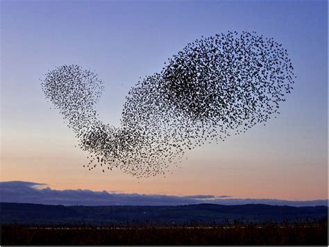 Pattern Shifting Swarms Or Murmurations” Of Starlings Are An Example Download Scientific