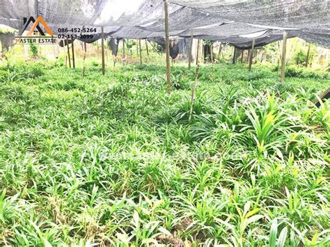 ขายรีสอร์ทสวยพร้อมกิจการไม้ประดับแต่งสวน และ Contact กลุ่มลูกค้าประจำ เนื้อที่ 10 2 21 5 ไร่ มี