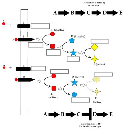 Signal Transduction Pathway Definition Types Functions Examples Biology Notes Online