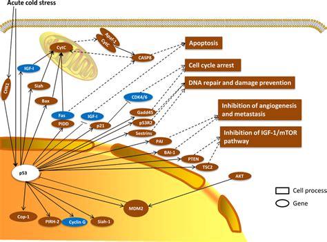 Putative Gene Networks In Large Yellow Croaker Stressed By 12 H Acute Download Scientific