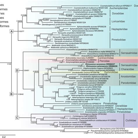 Bayesian Inference Topology Based On Partial Sequences Of 28s Rdna Download Scientific Diagram