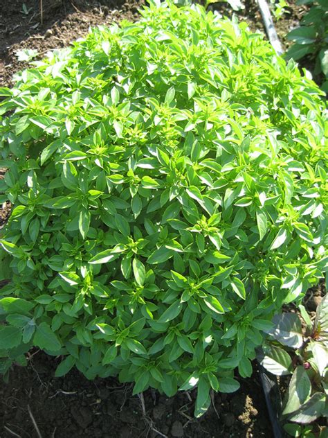 Growing Basil The Complete Guide To Plant Care And Harvest Basil