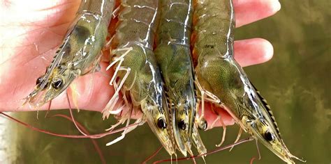 Spate Of New Viruses Raises Alarm Bells In Shrimp Farming Sector