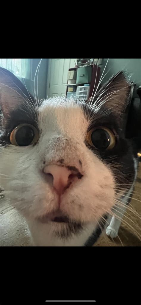 Why Does My Cat Have These Spots On His Nose They Are Spreading R