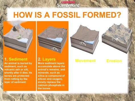 Types Of Fossils PPSX