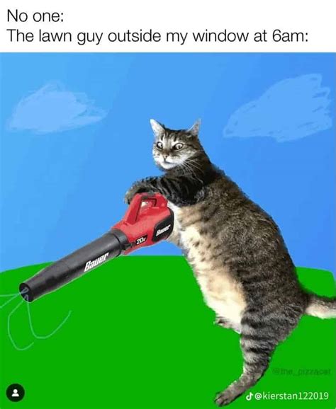 Paw Some Cat Memes That Will Make You Purr With Laughter