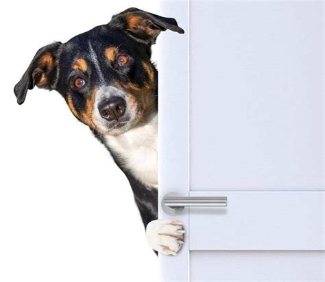 How To Mentally Stimulate Your Dog 11 Effective Exercises
