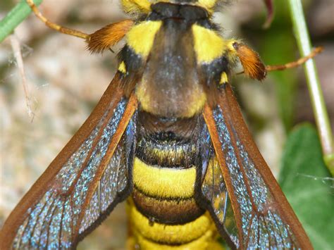 Doug Mackenzie Dodds Images Batesian Mimicry