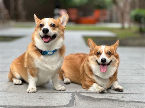 phatcha p on linkedin keepworkingforyourlove workforyourlove corgi 12 comments