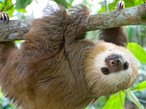 Lenochod Hnědokrký A Krátkokrký Informace O Fauně Kostariky Ck Mundo