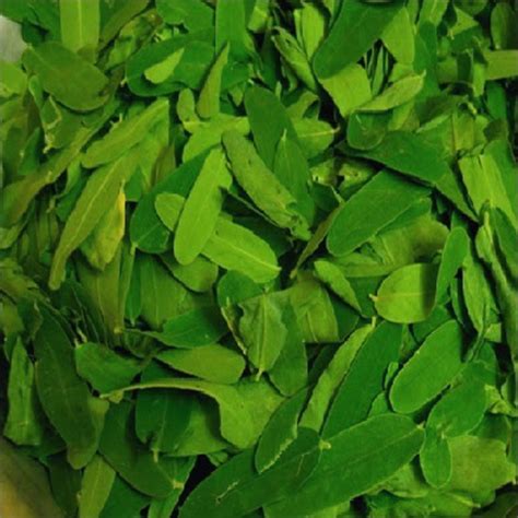 August Tree Leaves And Medicinal Facts Veggies Info