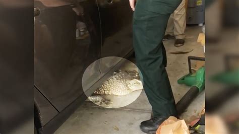 Жуткий Сюрприз в Гараже Хозяин Заглянул под Машину и Бросился за Помощью Youtube