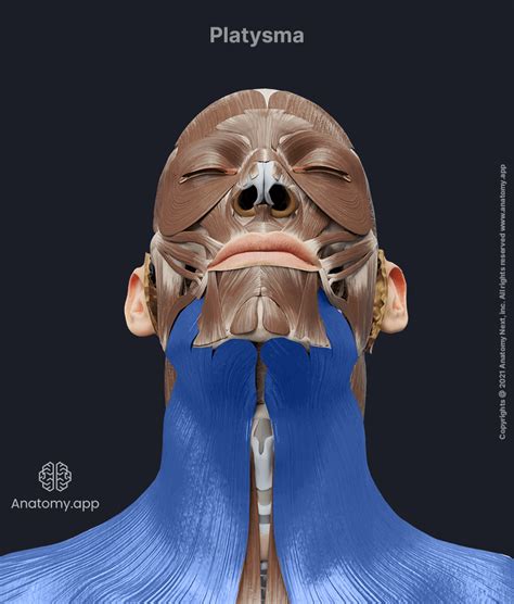 Sternocleidomastoid Origin And Insertion