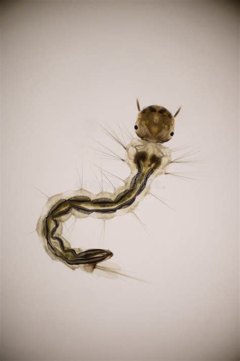 Close Up Mosquito Larvae In Light Microscope Larvae Under A Microscope Close Up Mosquito Larvae In Light Microscope Larvae Under A Microscope