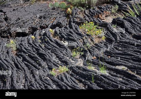 Yellow Wildflowers And Cactus Growing In The Ancient Volcanic Pahohoe Lava Flows In Valley Of
