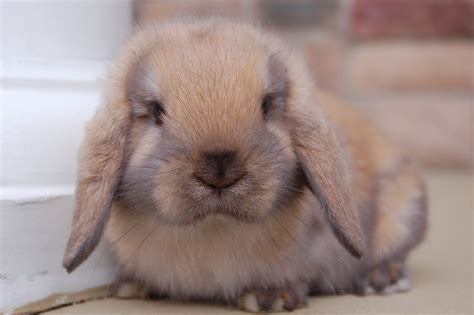 Holland Lop Color Guide — Hickory Ridge Hollands