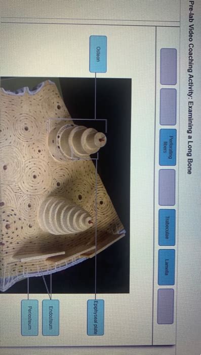 Arrangemenr Of Compact Bone Using The Picture Of The