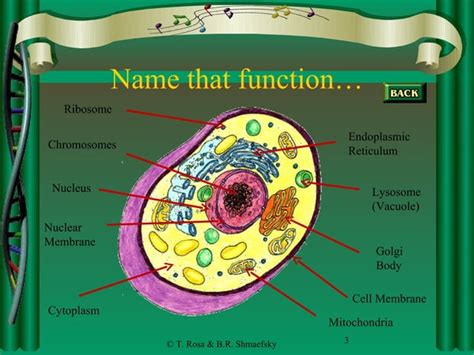 Simple Dna Extraction Background Ppt