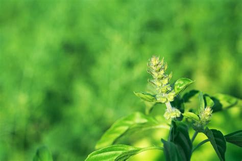 Premium Photo Tree Leaves Bokeh For Nature Background