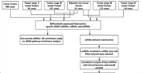 Flow Chart Of Bioinformatics Analysis Download Scientific Diagram
