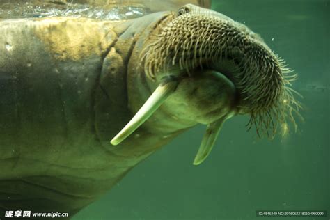 海象摄影图 海洋生物 生物世界 摄影图库 昵图网